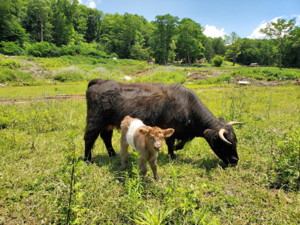 Cows | Franklin CT | Hidden Springs Farm