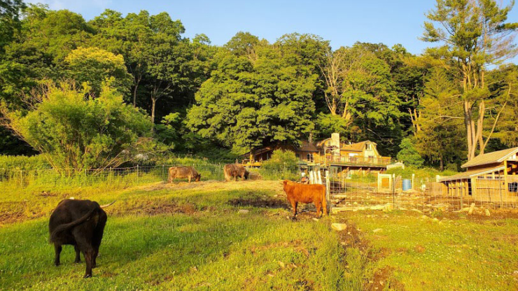 Beef Farmers | Colchester CT | Hidden Springs Farm