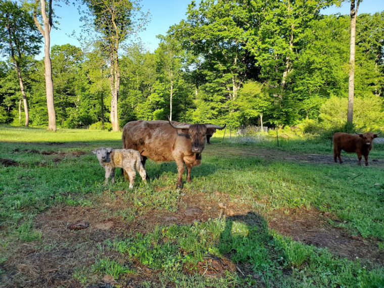 Free Range Farm | Baltic CT | Hidden Springs Farm